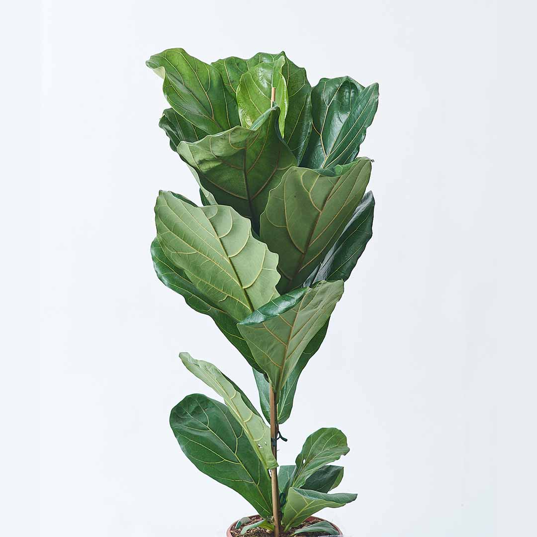 Ficus lyrata - ĐARDIN web shop