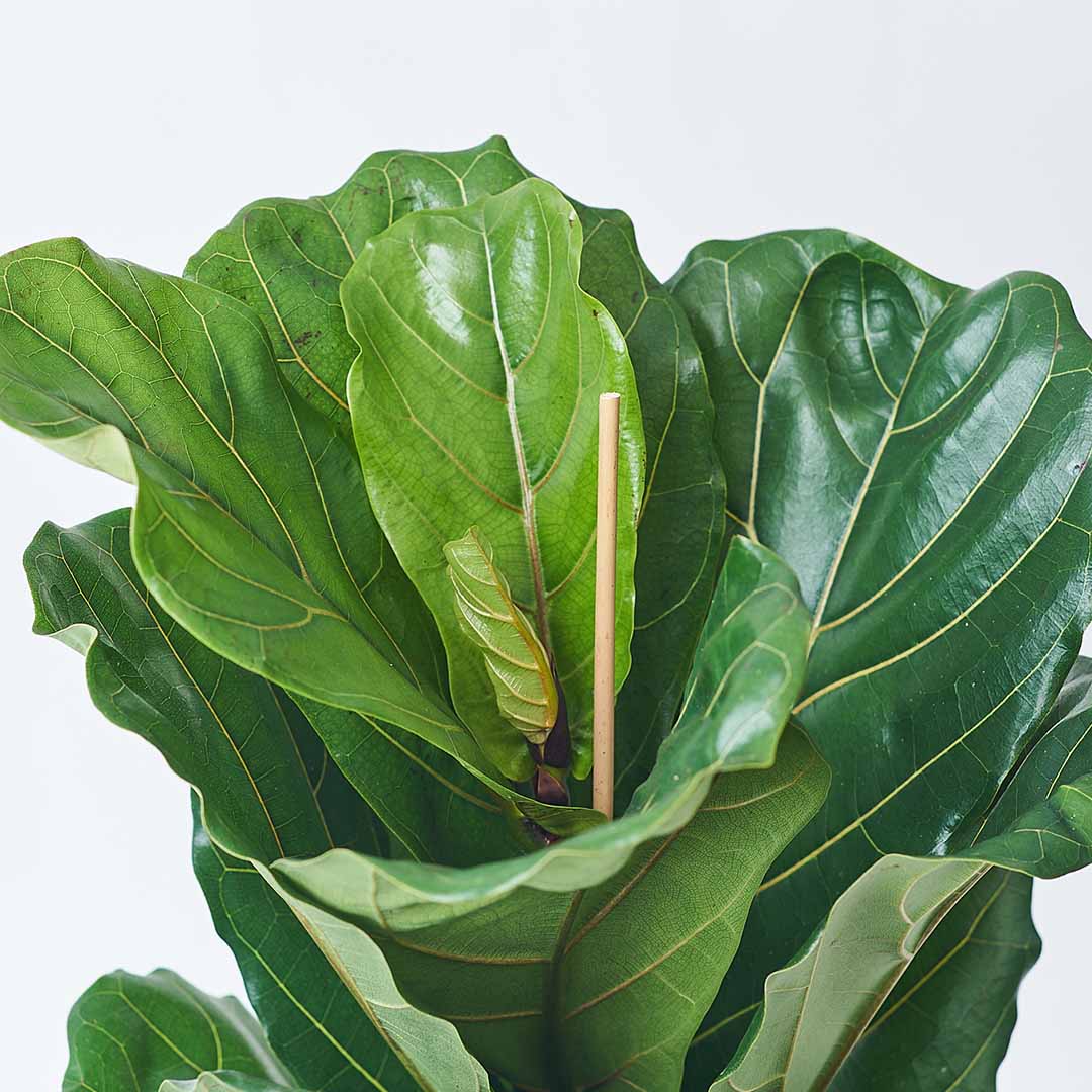 Ficus lyrata - ĐARDIN web shop