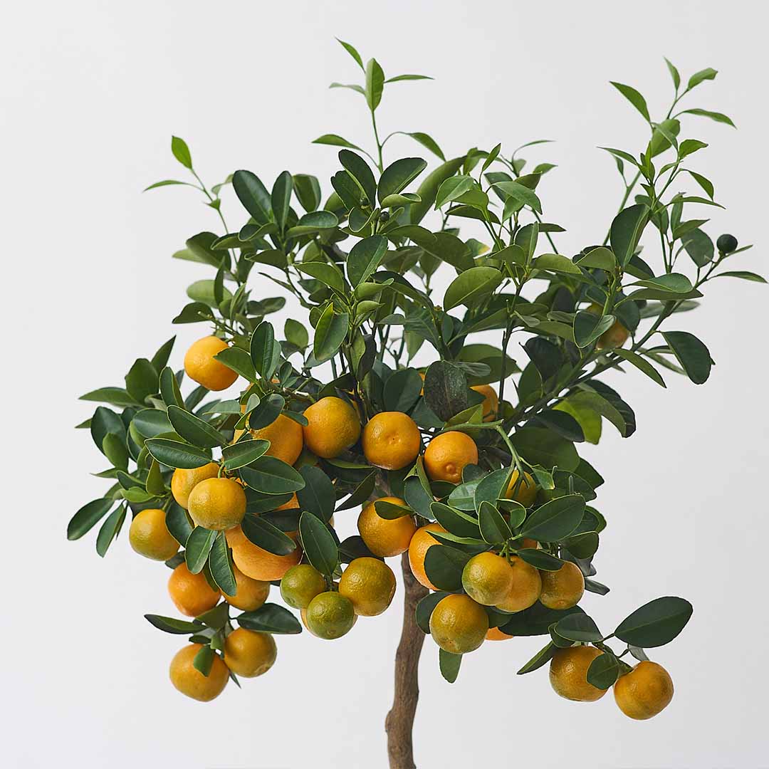 Mandarina trogodišnja (lat. Citrus calamondin) - ĐARDIN web shop