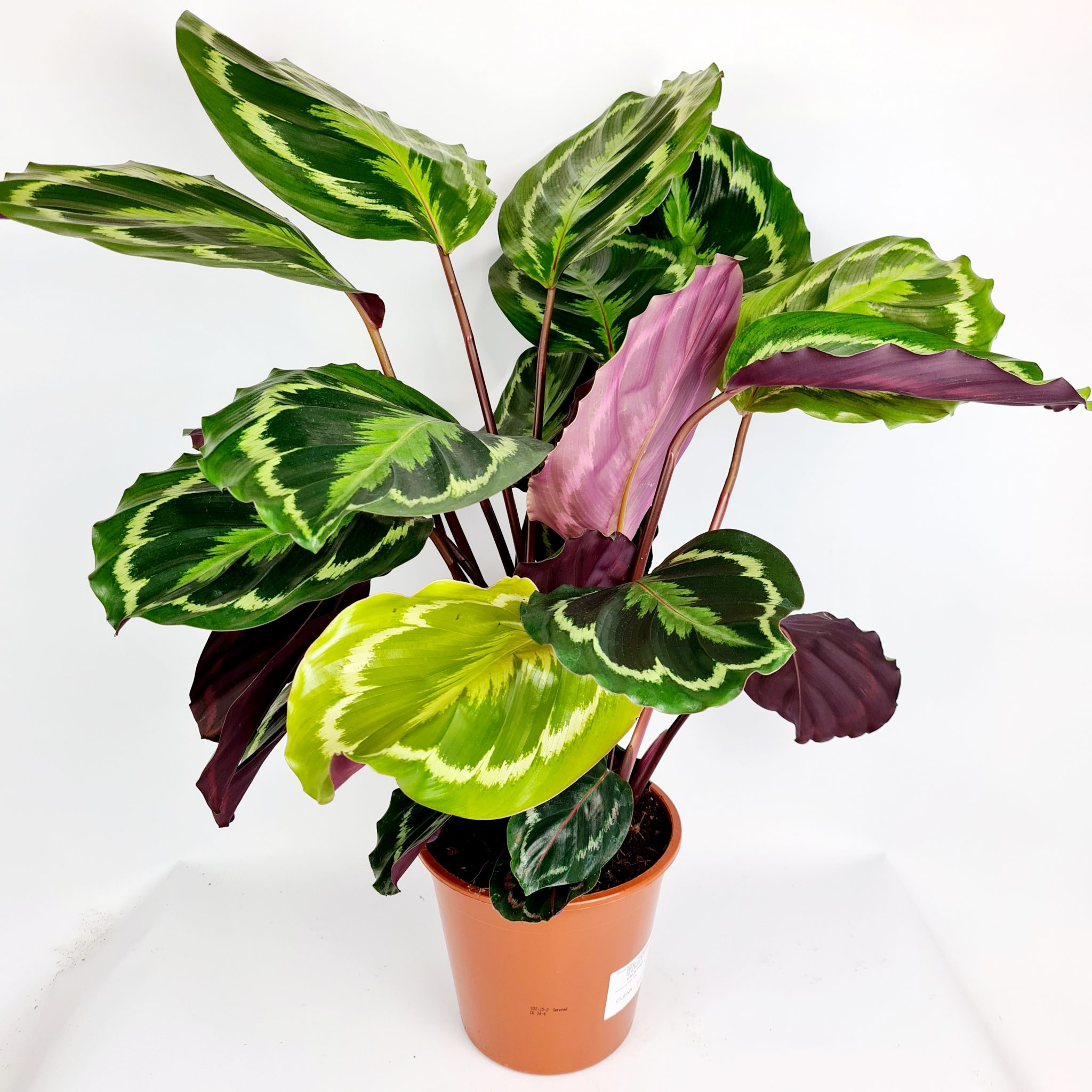 Calathea Medallion - ĐARDIN web shop